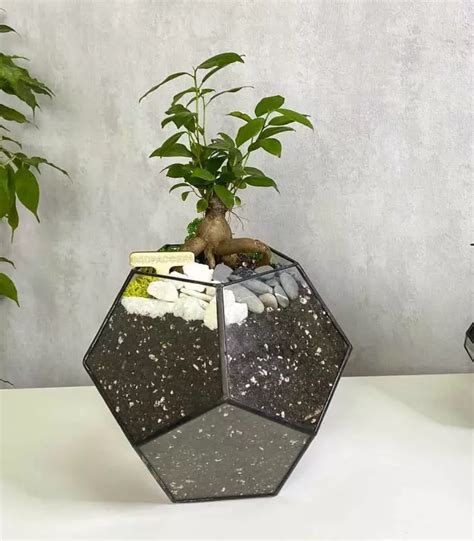 Большой Бонсай генсенг в флорариуме Шар М (Medium,средний) - CrystalPots