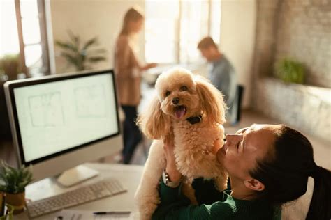 Tener Una Mascota En La Oficina Estos Son Los Beneficios