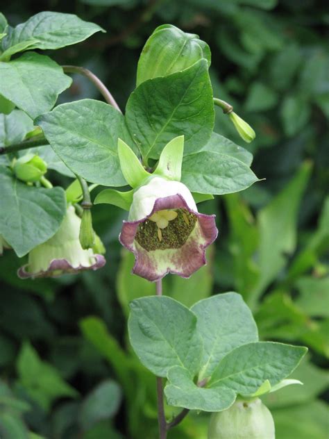 Codonopsis