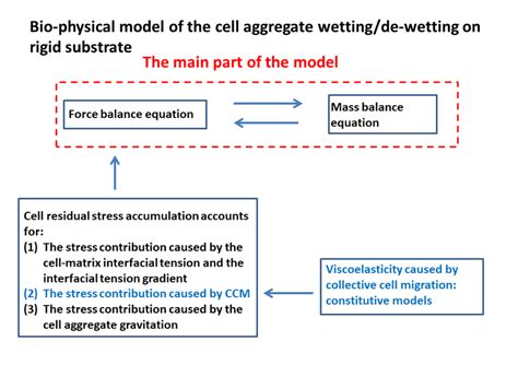 Schematic Presentation Of The Bio Physical Model For Cell Download
