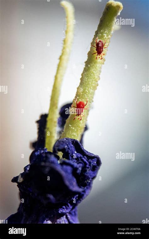 Vertical Shot Of Red Bugs On The Stigma Of A Flower Stock Photo Alamy