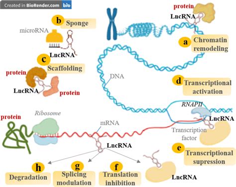 Classification Of Lncrna Functions Created With