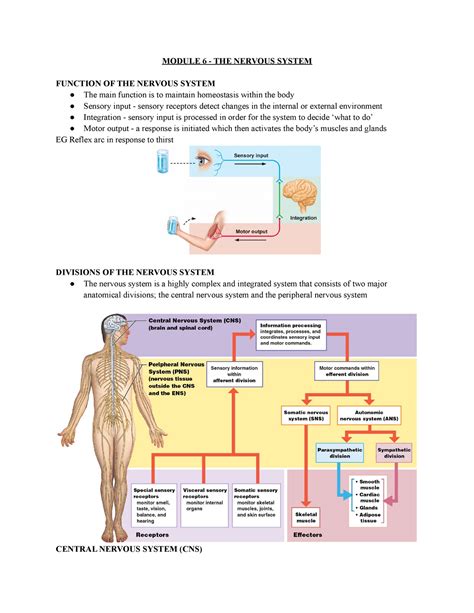 The Nervous System Module 6 The Nervous System Function Of The Nervous System The Main