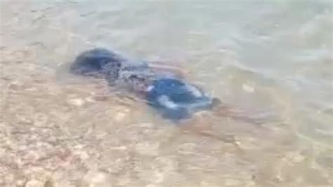 Jasad Perempuan Ditemukan Mengapung Di Pantai Ketapang Satu