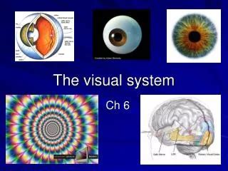 PPT The Visual System PowerPoint Presentation Free Download ID 348877
