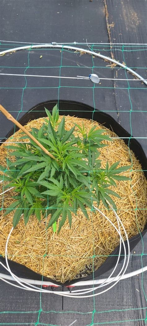 Progress Report 63023 — Grasshopper Farms Progress Report 63023 — Grasshopper Farms