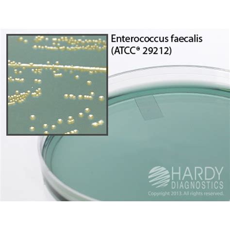 Hardy Diagnostic G223 Dry Culture Media Cled Agar Plate 90 Day Shelf