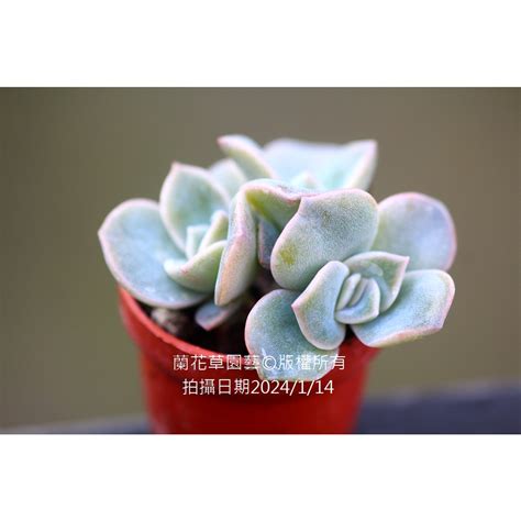 蘭花草園藝可愛玫瑰1盆2芽以上1吋盆 景天科多肉植物 蝦皮購物