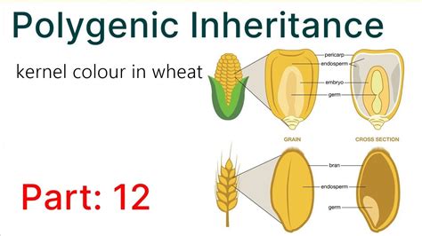 Polygenic Inheritance Worksheets
