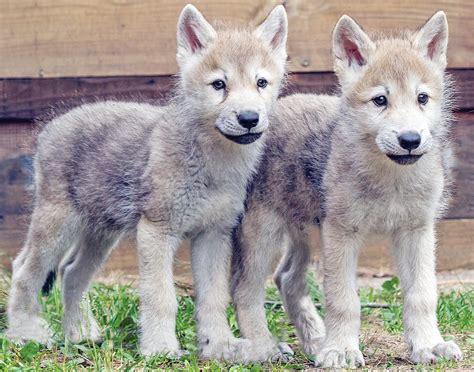 Gray Wolf Puppies