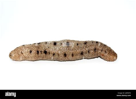 Sea Cucumber Isolated On White Background Echinoderms From The Class