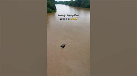 මගේ ඇස් දෙකට දැකපු තවත් එක අවාසනාවන්ත සිදුවීමක් 😓 වනජීවී එකෙන් එනකොට