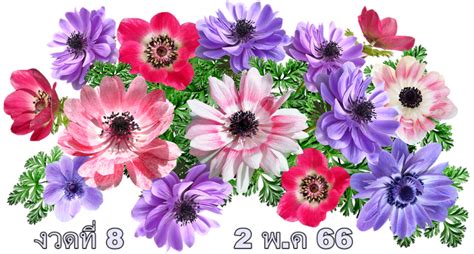 💐⭐️🌺 🌻💖🍀╭⊱ My Garden กระทู้ที่ 121 ปี 9 คก ต้นสลากฯนำโชค งวด 8 วันที่