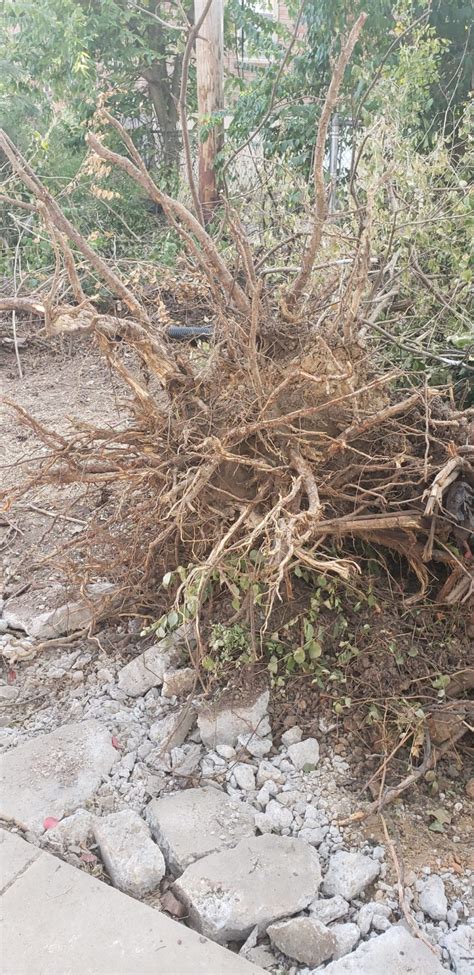 Tree Service St Louis St Louis Tree Company