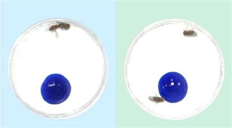 Food Or Sex Fruit Flies Give Insight Into Decision Making
