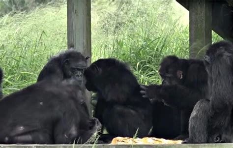 Vanilla The Lab Chimp Sees The Sky For The Very First Time In