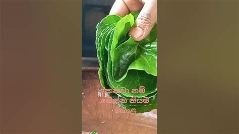 Have You Ever Tried This Leaves කෝප්ප කොළ 🌿😋 Pahasi With Us Leaves Home