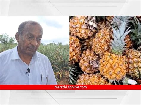 Sindhudurg Farmers Gets Huge Profit Benefits From Pineapple Farming