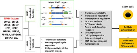 Figure 1 From Nonsense Mediated Mrna Decay A ‘nonsense Pathway Makes