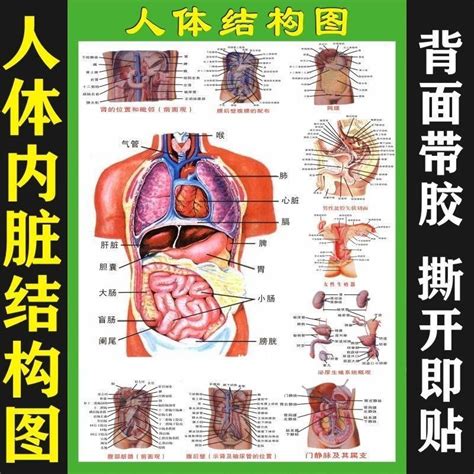 49 新品 人體內臟解剖系統示意圖醫學宣傳掛圖人體器官心臟結構圖醫院海報 蝦皮購物
