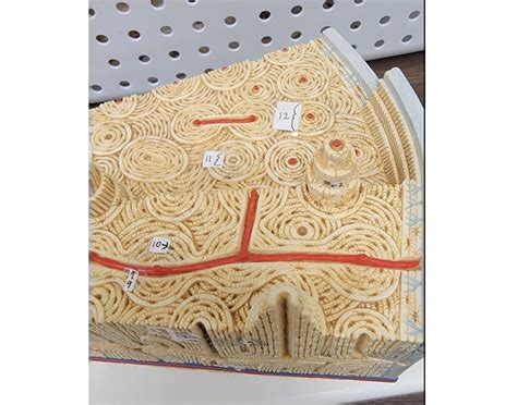 Microanatomy Of Bone 3 Quiz