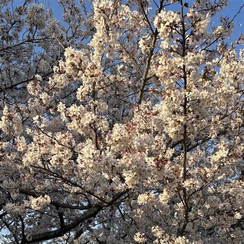 🌸自己紹介🌸│みんなの歯医者さんblog