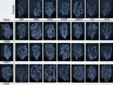 Segregation For Root Structure In Females C Maxima Males C Download Scientific Diagram
