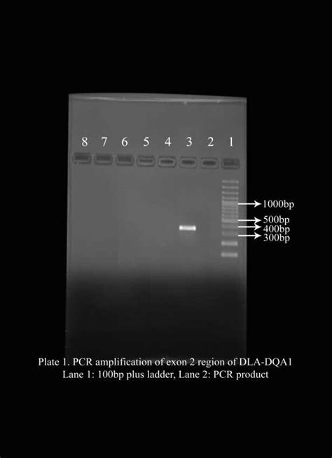 Pcr Amplification Of Exon 2 Region Of Dla Dqa1 Gene Download