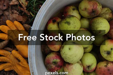 Fruits Leavs Vegitables Photos Download The Best Free Fruits Leavs