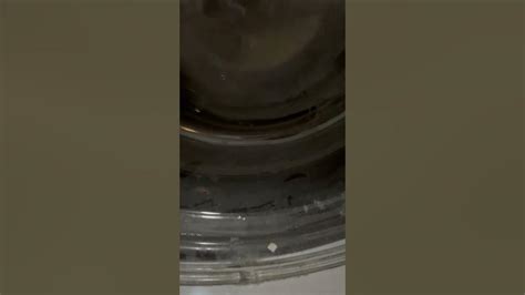 데굴데굴 Youtube