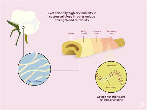 The Structure And Functional Versatility Of Cotton — Biological