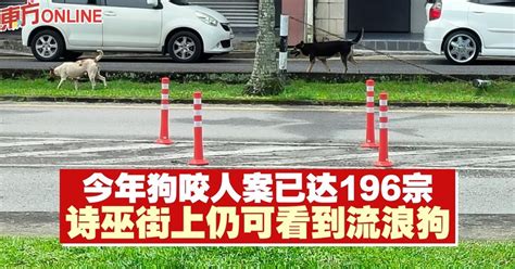 今年狗咬人案已达196宗 诗巫街上仍可看到流浪狗
