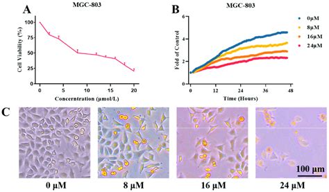 Effects Of Compound H12 On Mgc 803 Cells Mgc 803 Cells Were Treated