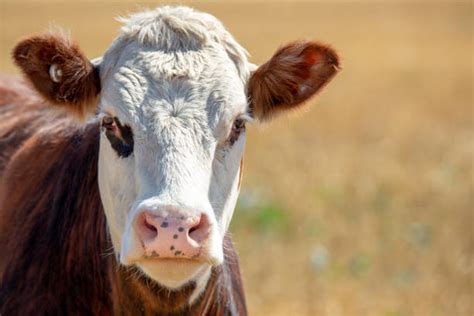 70 000 Sapi Potong Foto Stok Potret And Gambar Bebas Royalti Istock