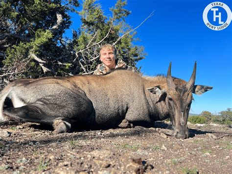 Nilgai Hunt Texas Hunt Lodge