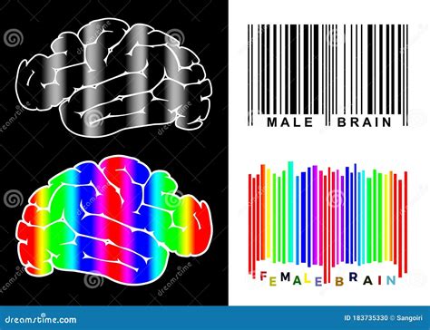 Diferencias De Cerebro Masculino Y Femenino Stock de ilustración