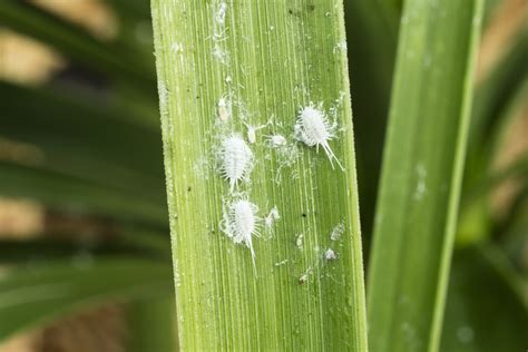 How To Get Rid Of Mealybugs Step By Step Just Houseplants