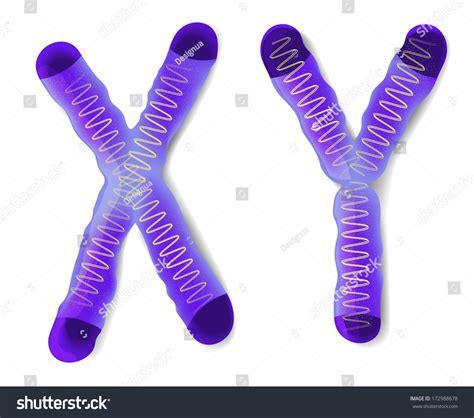 Sex Chromosome X Y Stock Illustration Shutterstock