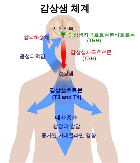 뇌하수체 호르몬