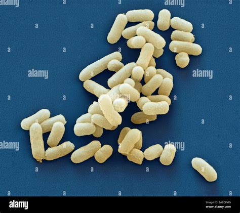 Escherichia Coli Bacteria Coloured Scanning Electron Micrograph Sem E Coli Bacteria Are A