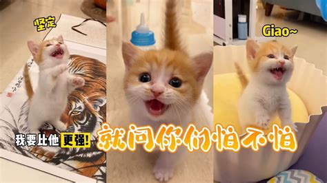 大家评评理，这只小脑斧霎够凶吗 Youtube