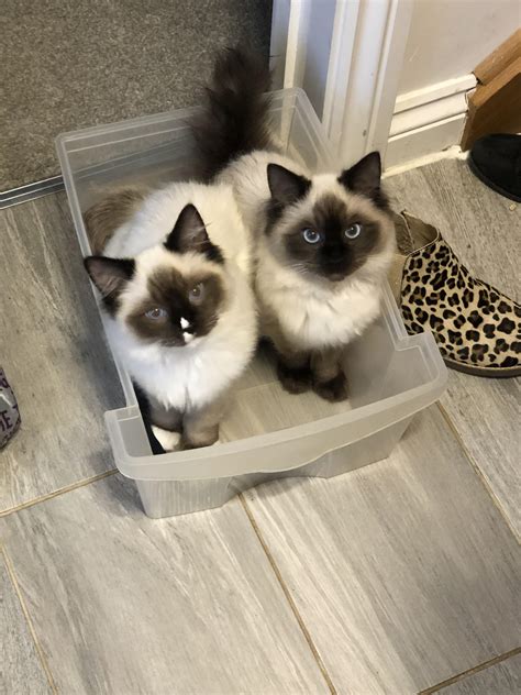 Double Trouble Scrolller