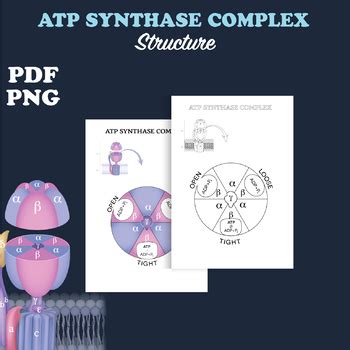 ATP Synthase Complex Coloring Page Activity By TimeLine Artist TPT