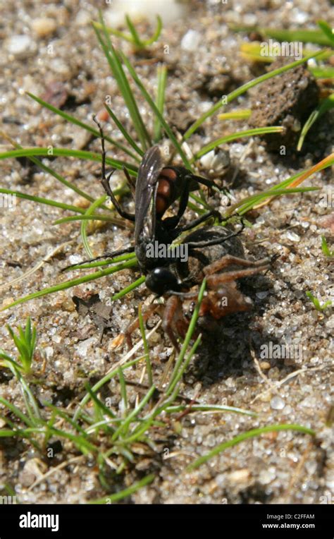 Black Banded Spider Wasp Anoplius Viaticus Pompilidae Hymenoptera