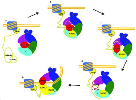 Updated Model Of Step Wise Assembly And Activation Of Human Orc A Orc1