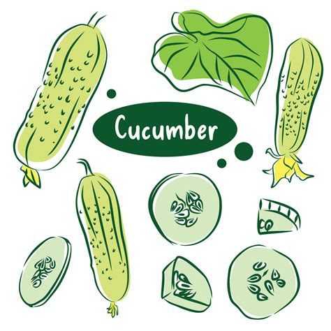 Hand Drawn Colorful Cucumber Set Sketches With Cut Cucumber Slice