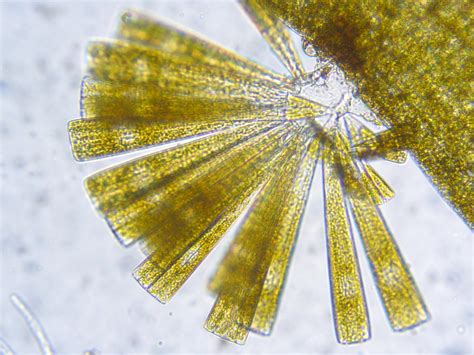 Diatoms Ive Found Over The Years Marine And