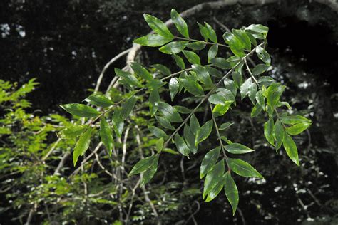 衛矛科 衛矛屬 菱葉衛矛 葉01 蓮華池二號量水堰 Euonymus tashiroi 翁明毅 Flickr