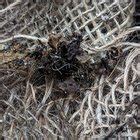 How Do Bean Bugs Spawn R BeeSwarmSimulator