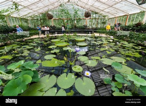 Kew Water Lily House Hi Res Stock Photography And Images Alamy